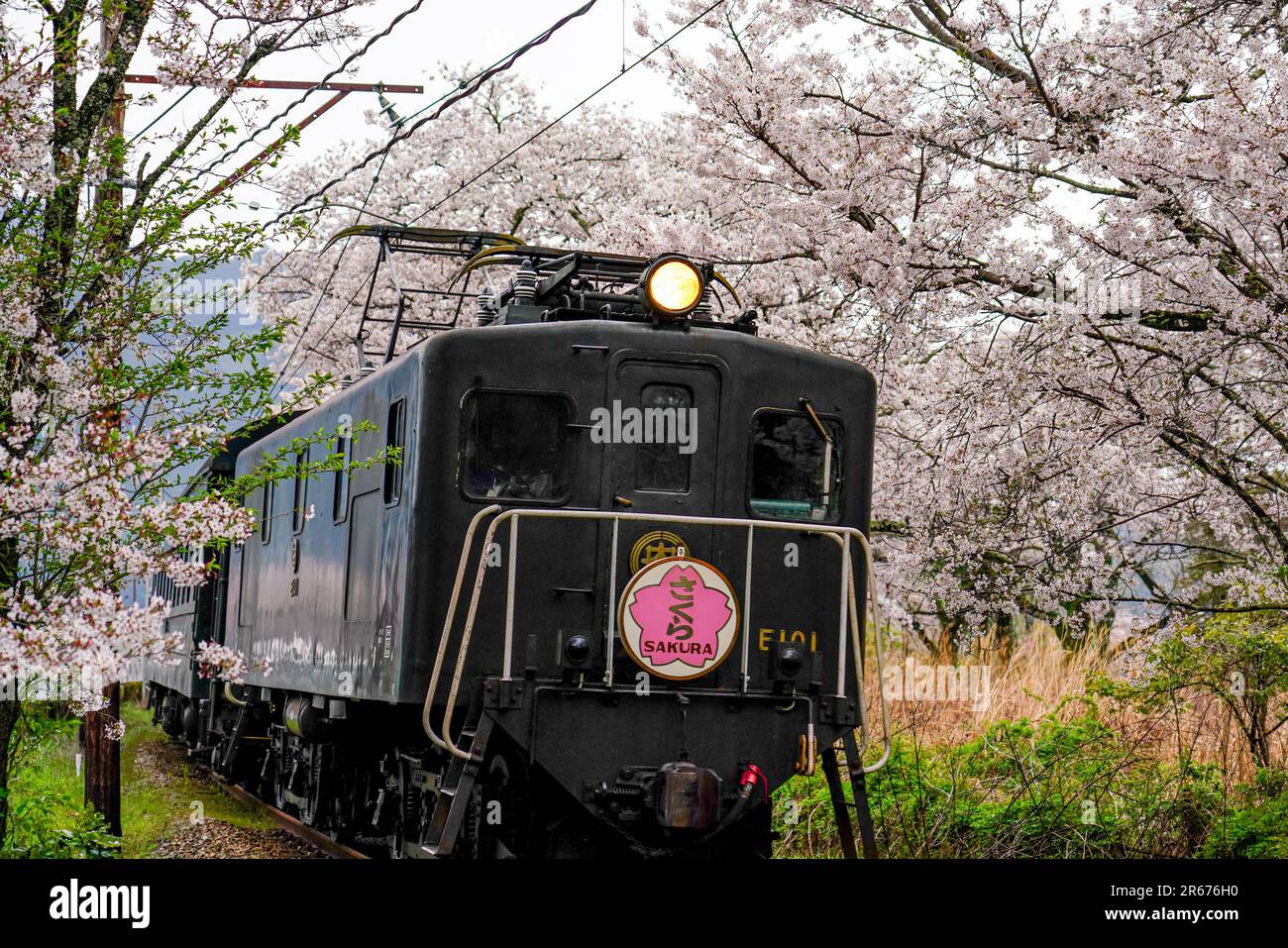 EL Sakura train running through rows of cherry trees in full bloom ...