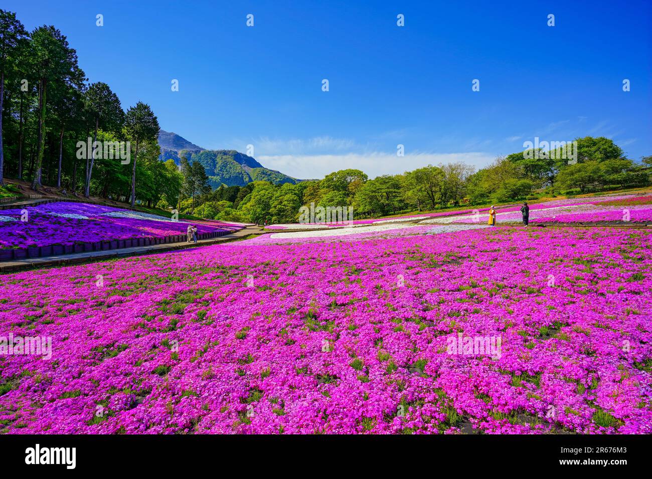 Blue sky and turf cherry blossoms Stock Photo - Alamy