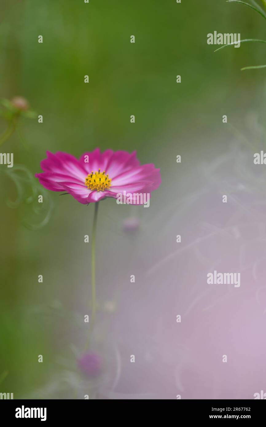 Beautiful cosmos hi-res stock photography and images - Alamy