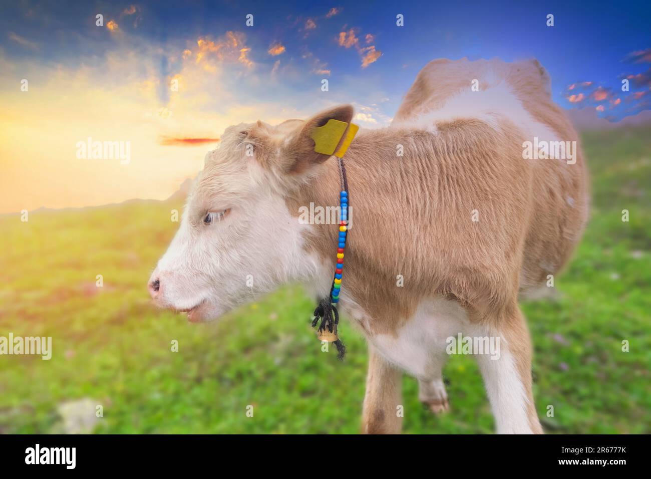 Calf facial hi-res stock photography and images - Alamy