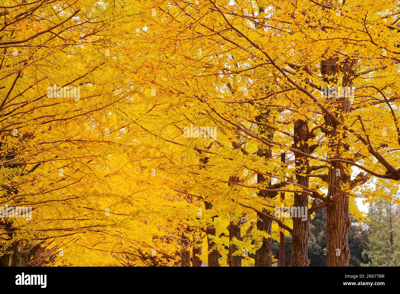 Row of Ginkgo Trees Stock Photo - Alamy