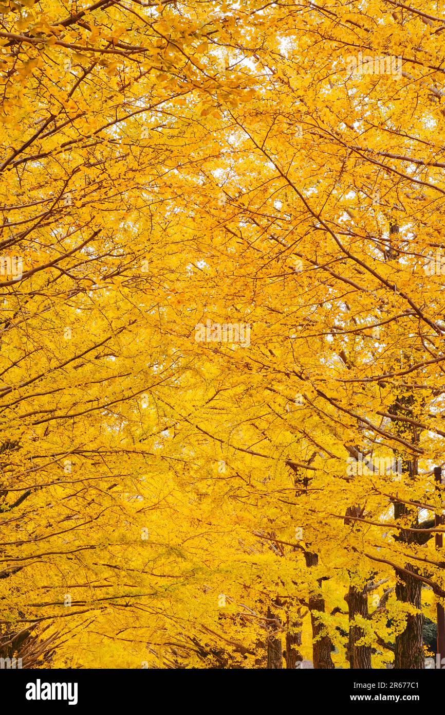 Row of Ginkgo Trees Stock Photo - Alamy