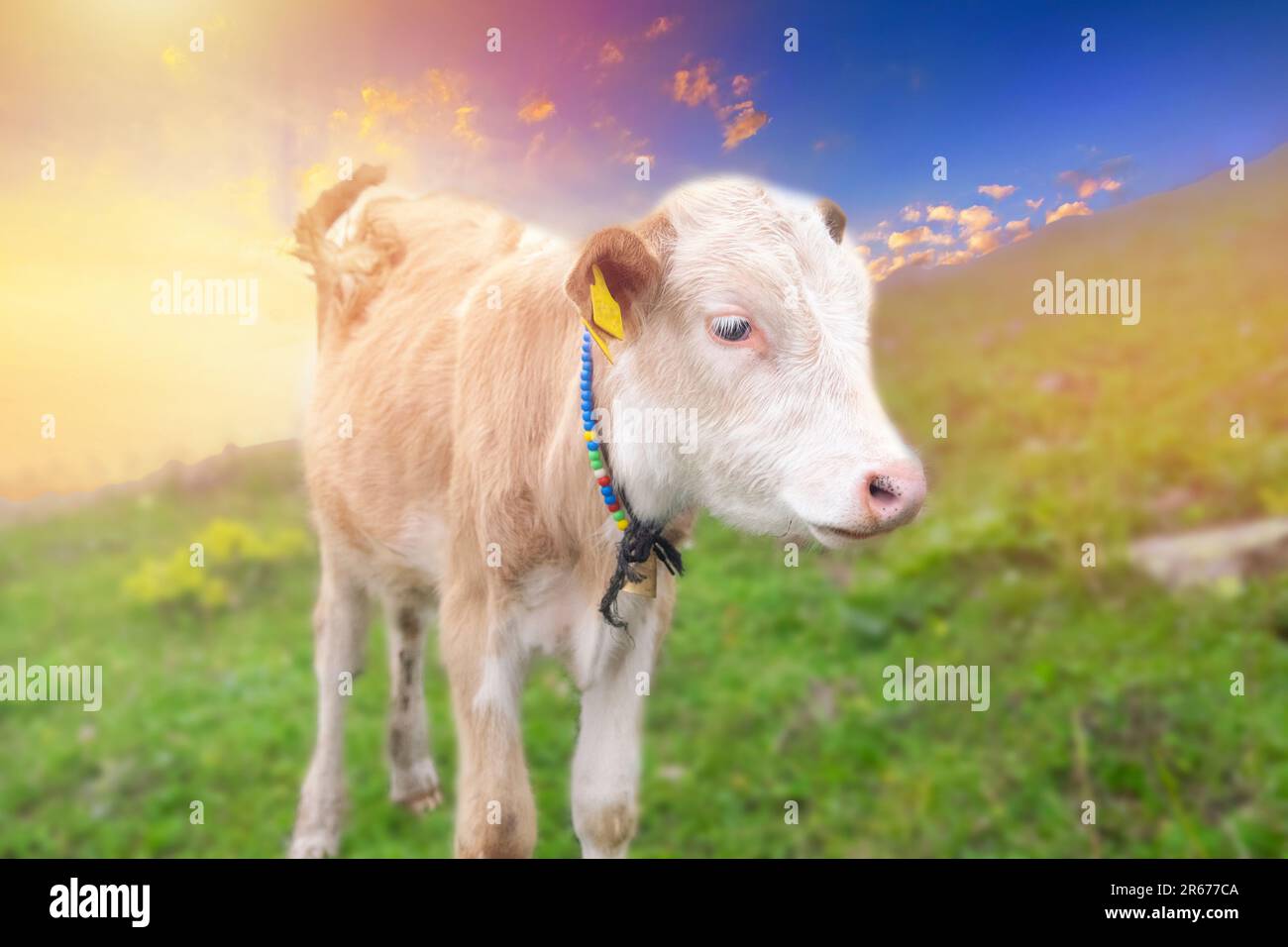 Calf facial hi-res stock photography and images - Alamy