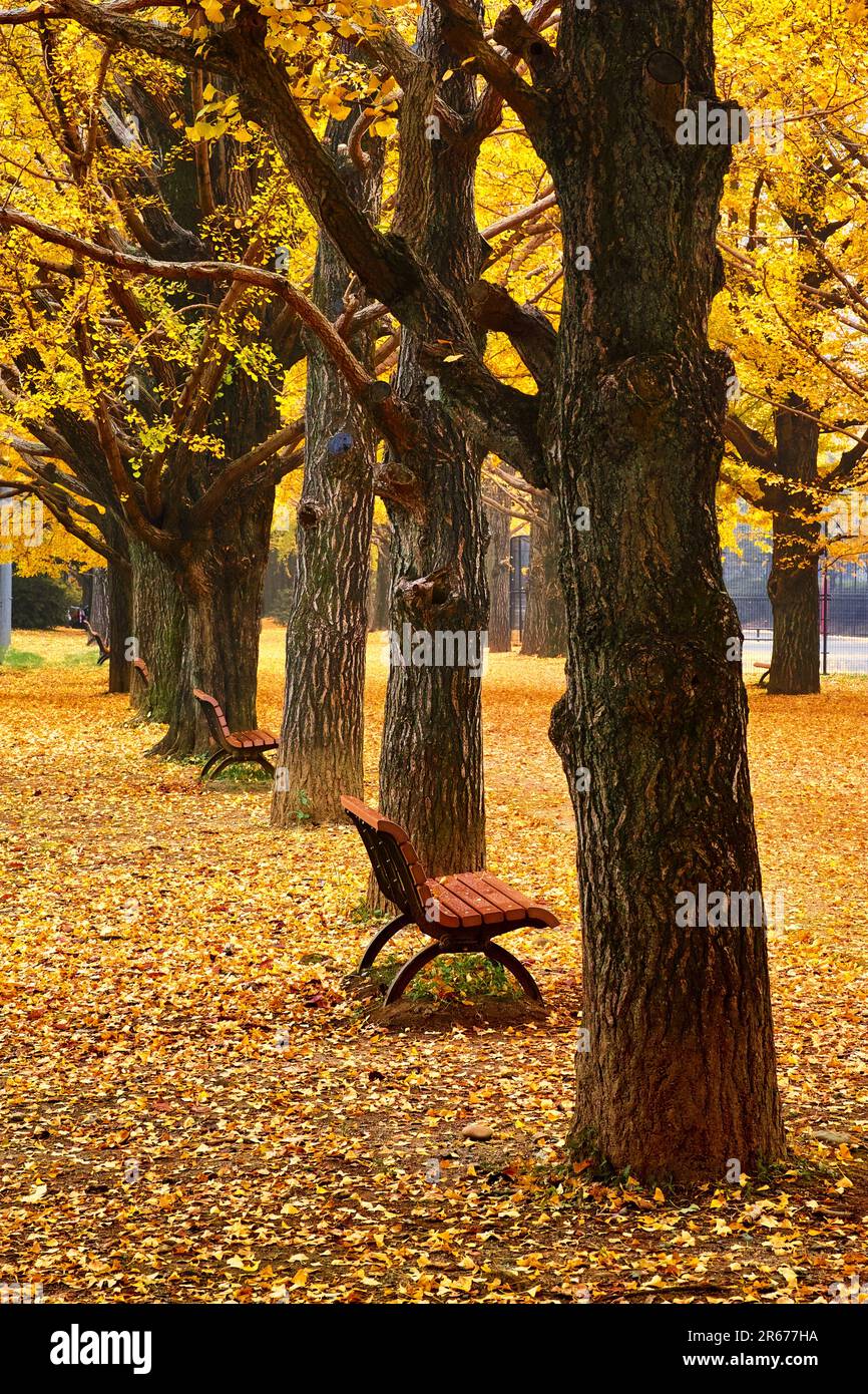 Bench with leaves hi-res stock photography and images - Alamy