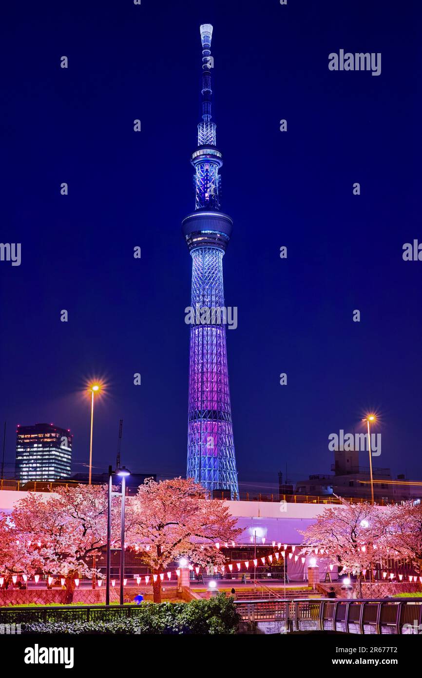 Cherry blossoms at night in Sumida Park and the Tokyo Sky Tree Stock ...