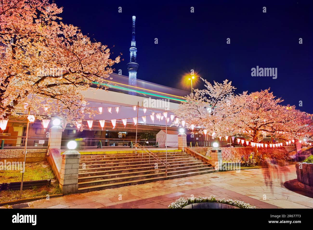 Cherry blossoms at night in Sumida Park and the Tokyo Sky Tree Stock ...