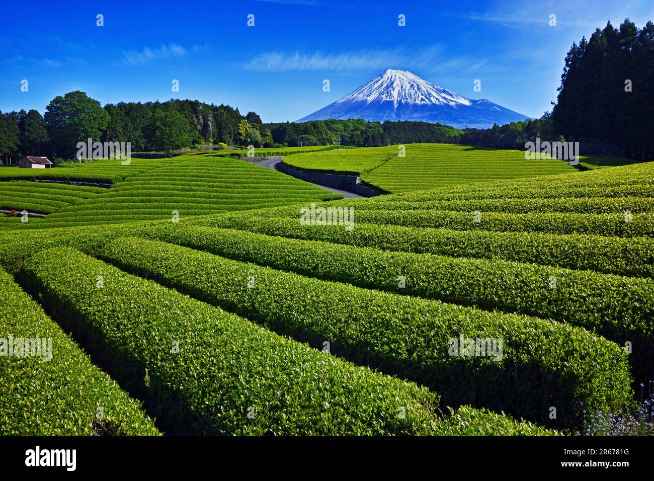 Tea Plantations and Mount Fuji Stock Photo - Alamy
