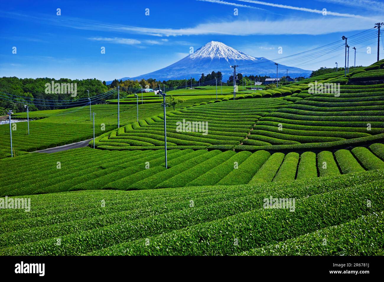 Tea Plantations and Mount Fuji Stock Photo - Alamy