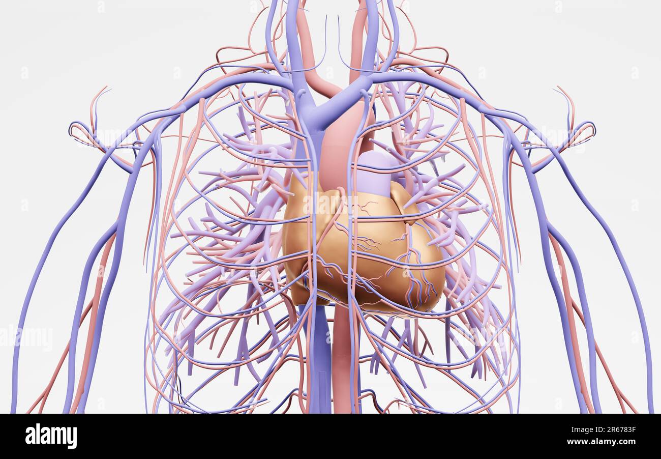 Human Circulatory System and Cardiovascular System are the heart, blood ...