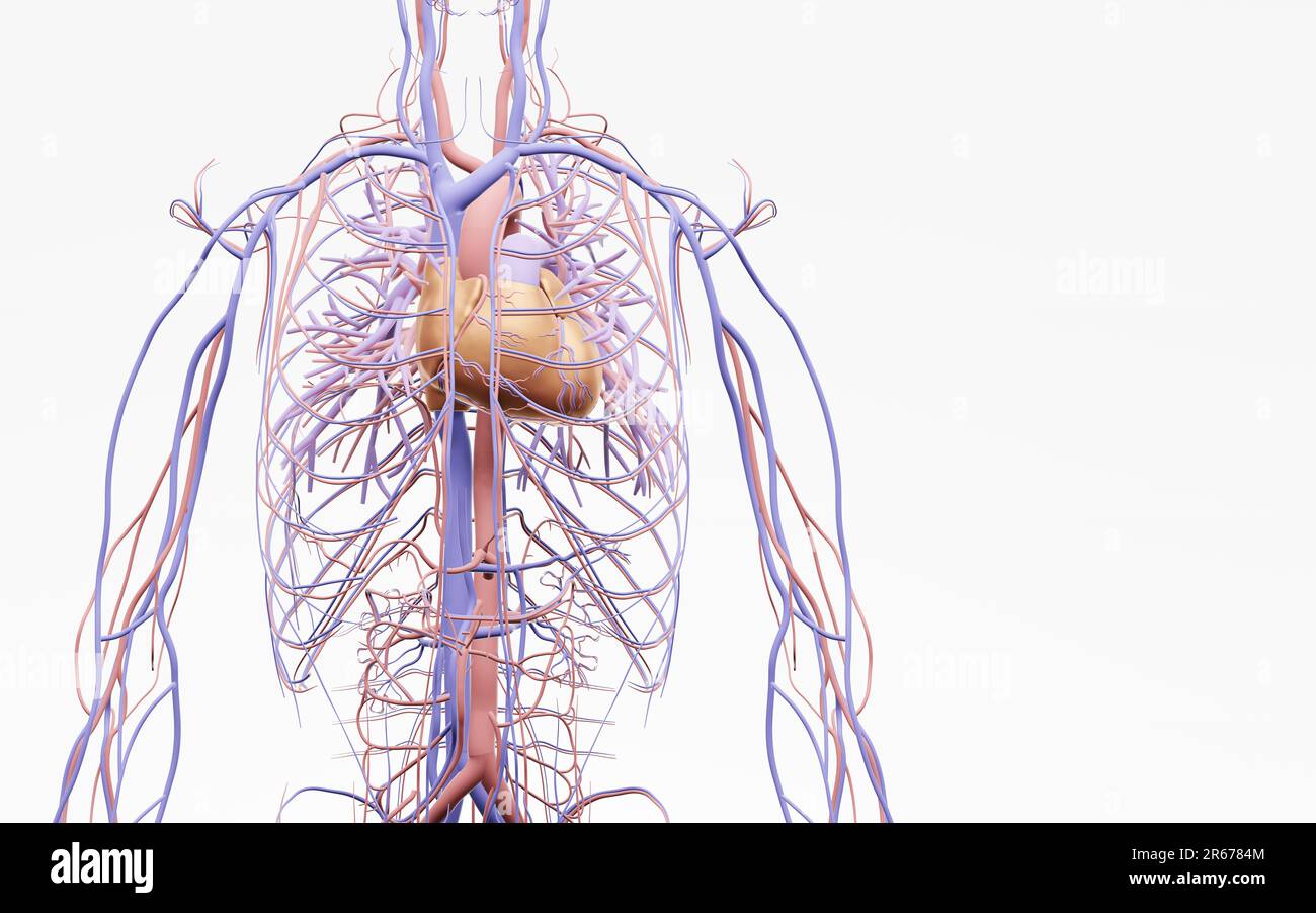 Human Circulatory System and Cardiovascular System are the heart, blood ...