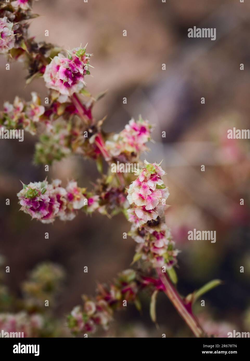 Flowers of tumbleweed, also known as Russian Thistle. Close up, macro ...