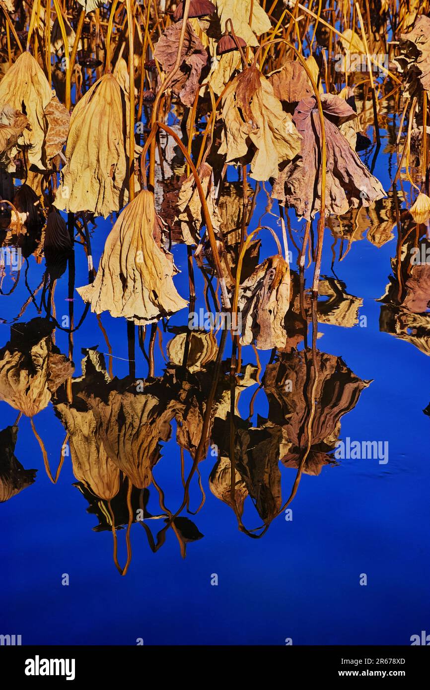 Early blight hi-res stock photography and images - Alamy