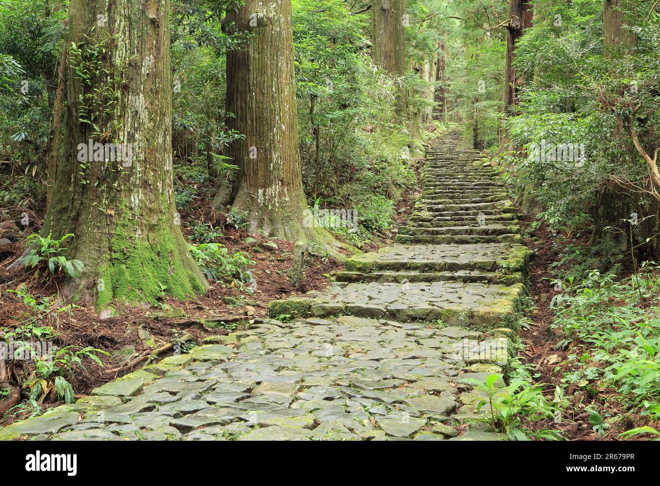 Kumano Ancient road Daimon slope Stock Photo - Alamy