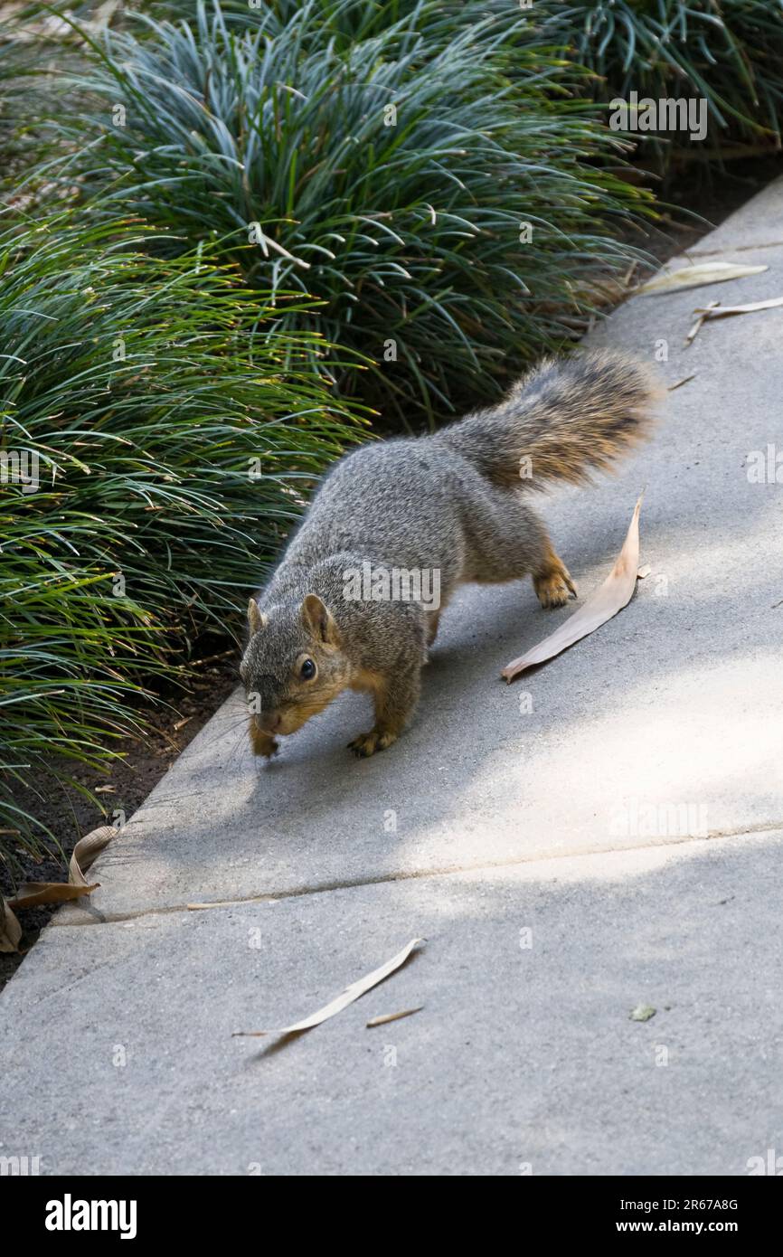 Vector illustration happy walking cartoon hi-res stock photography and ...