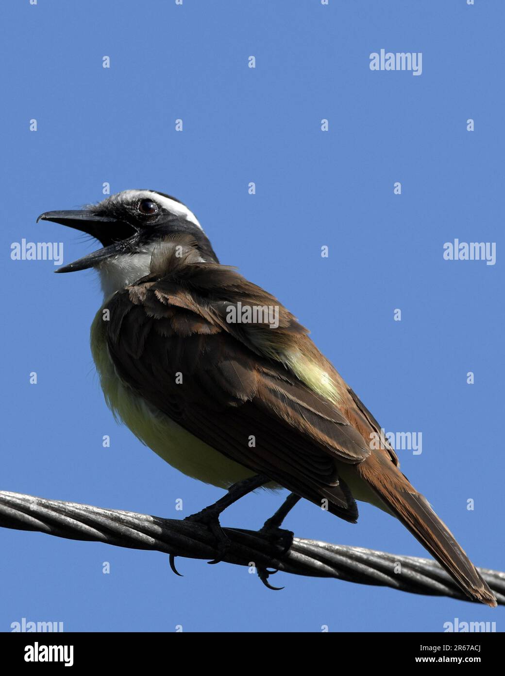 This vibrant, big pitanga bird perched atop a thin wire, eyes alert and ...
