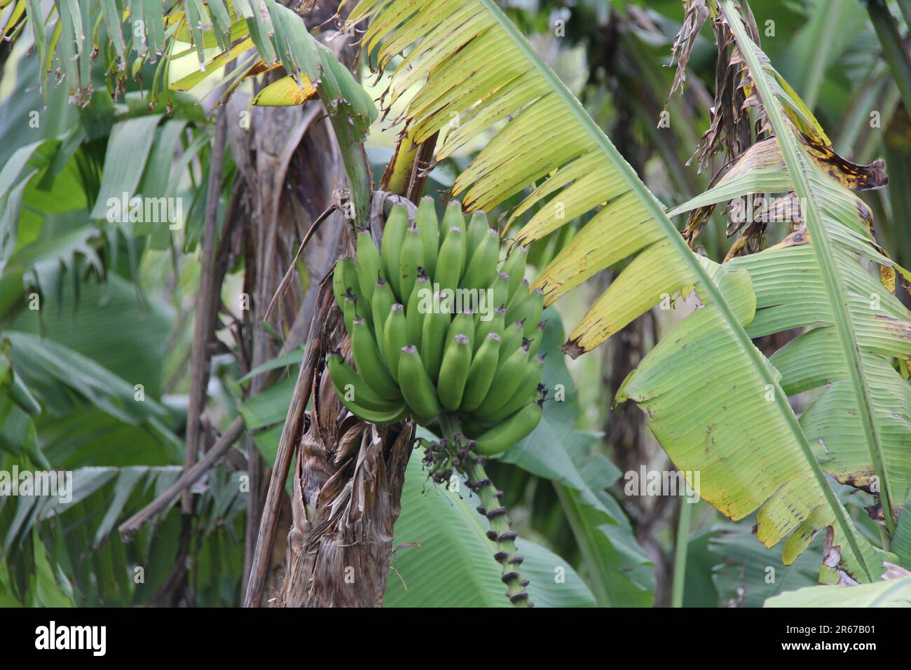 Ripe Banana Tree Plant