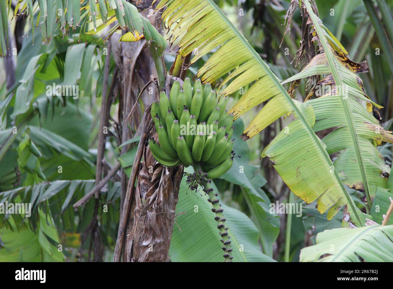 A vibrant image of a banana tree in a lush jungle by a clear beach ...