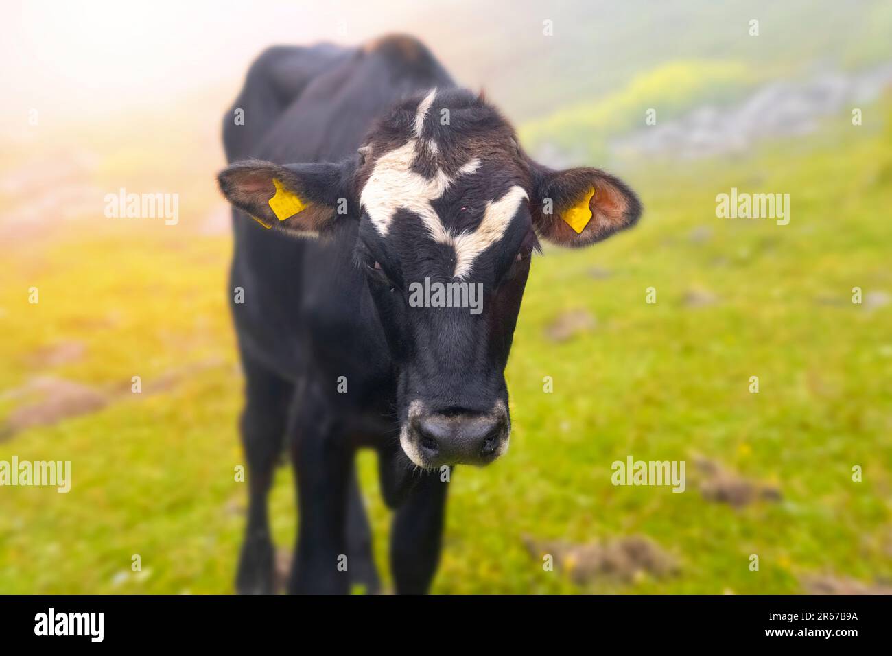 Calf facial hi-res stock photography and images - Alamy