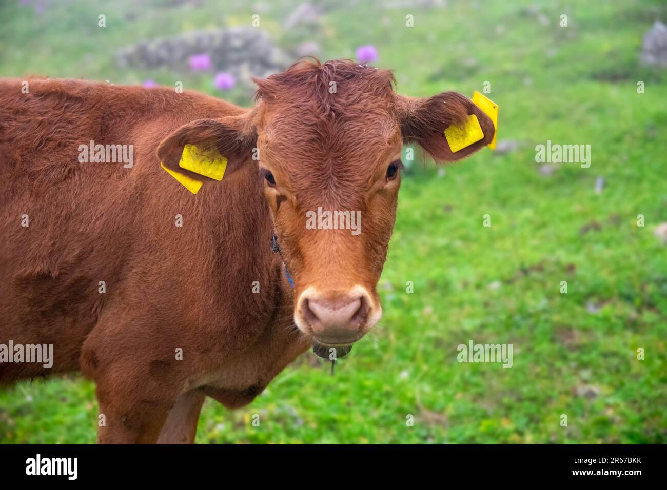 Calf facial hi-res stock photography and images - Alamy