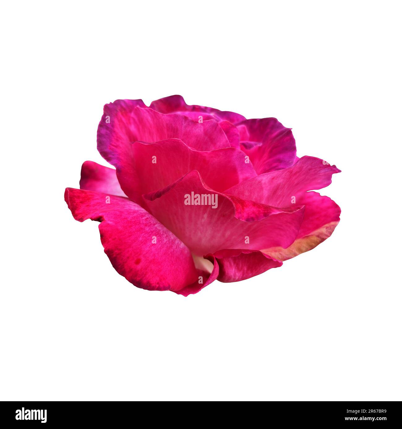 Red isolated rose without leaves delicate flower branch, cutout object ...