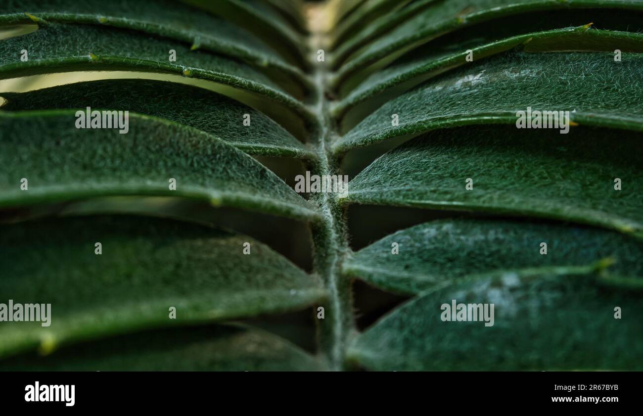 leaf closeup with fine structures in jena Stock Photo - Alamy