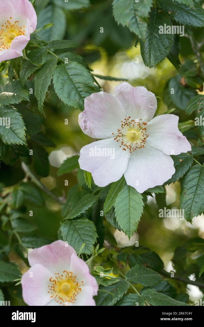 Close shot of flowering Dog Rose / Rosa canina agg. growing in hedgerow ...