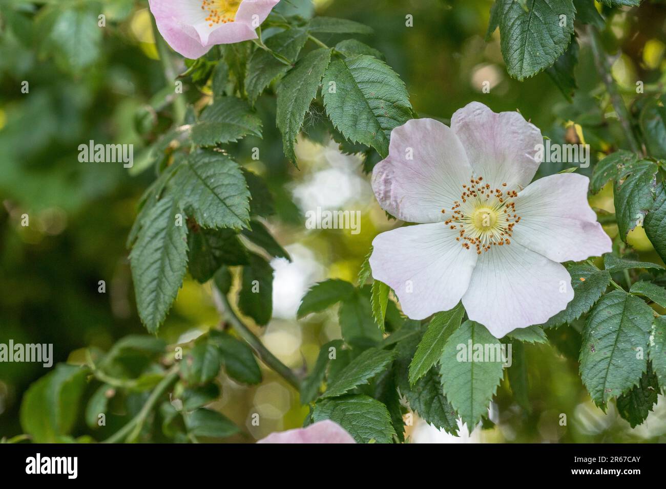 Dog rose shaded light hi-res stock photography and images - Alamy