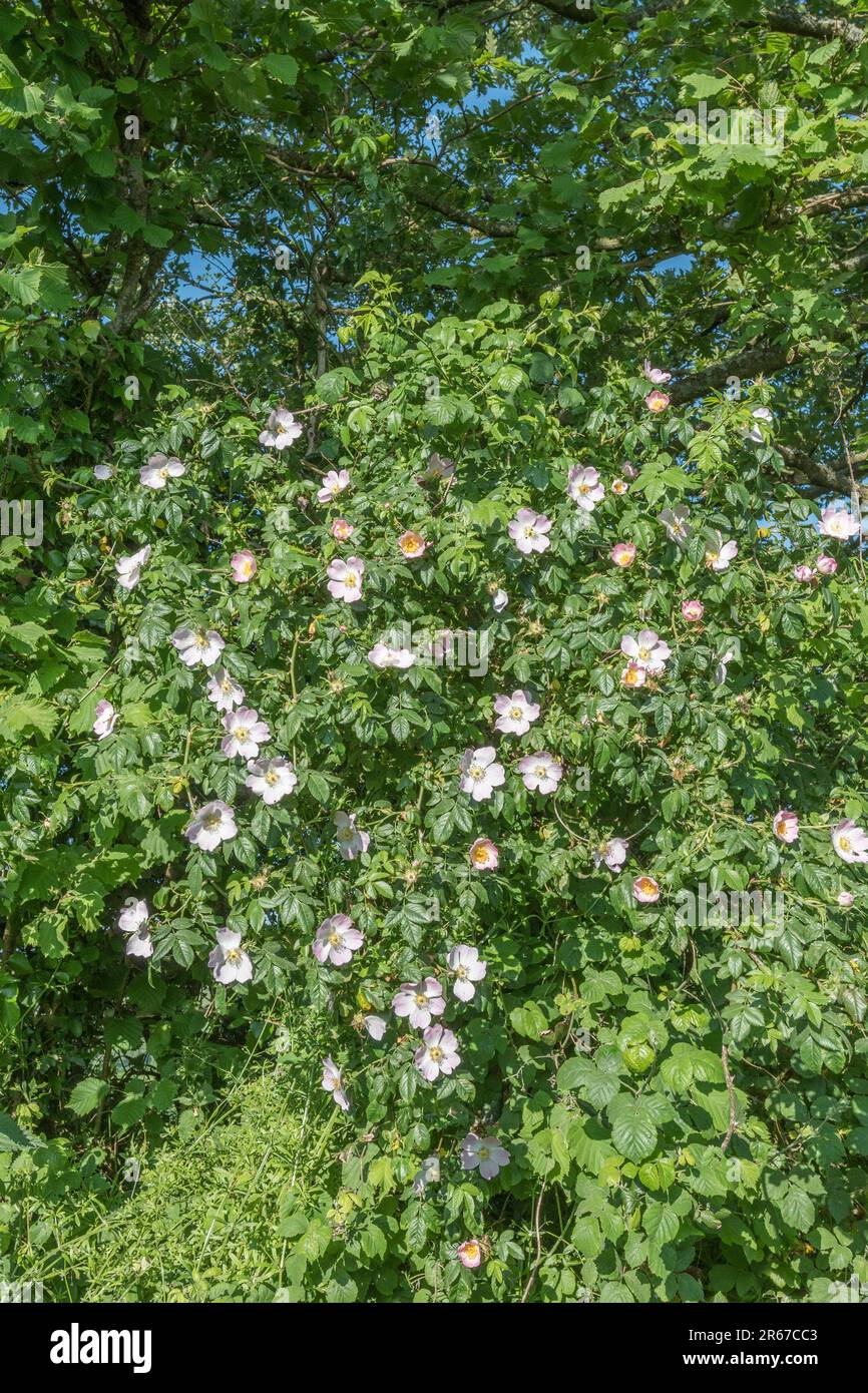 Wide shot flowering Dog Rose / Rosa canina agg. growing in Cornish ...