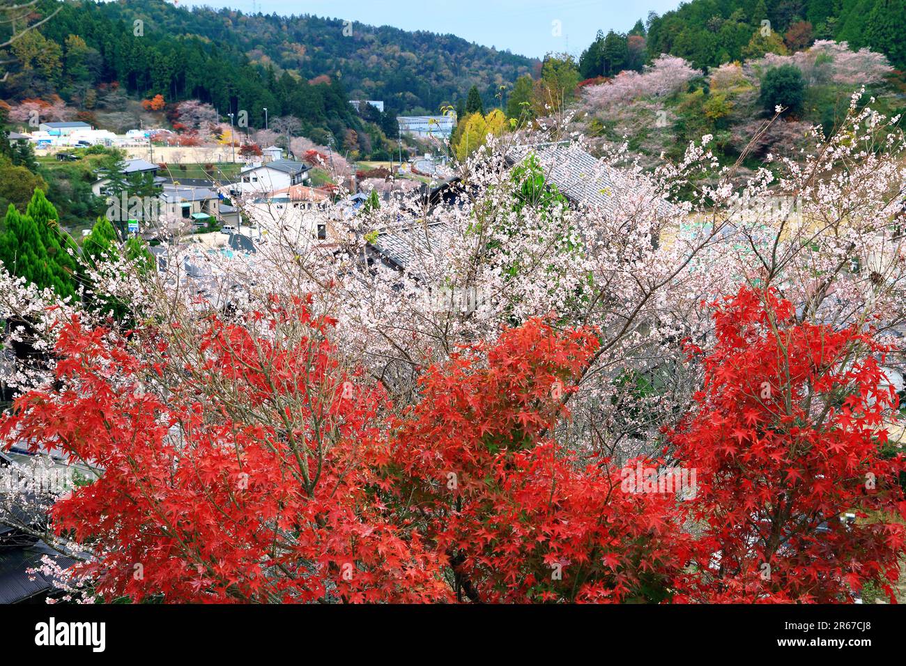 Four Seasons Cherry Blossom Park in Obara Stock Photo - Alamy