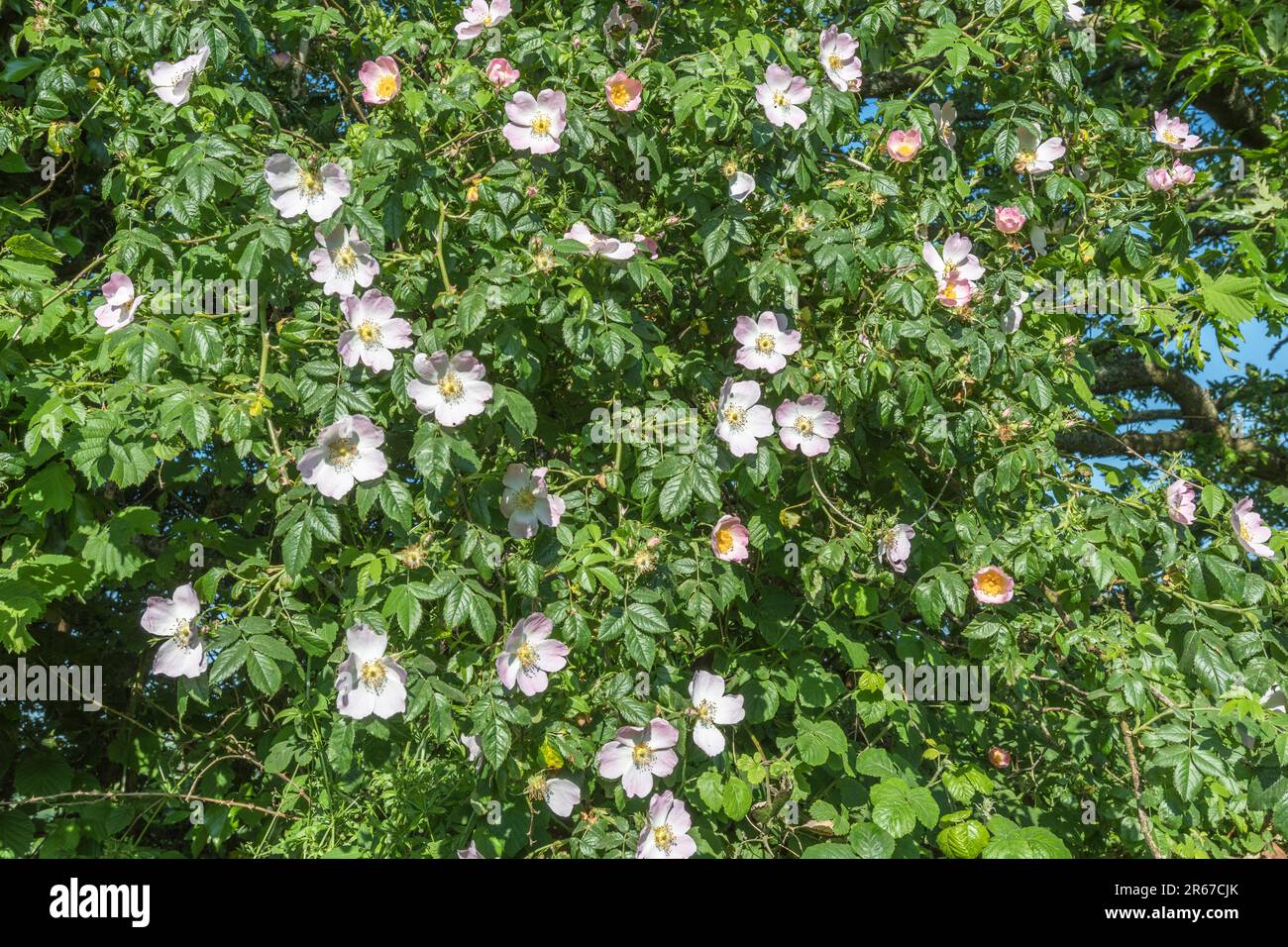 Wide shot flowering Dog Rose / Rosa canina agg. growing in Cornish ...