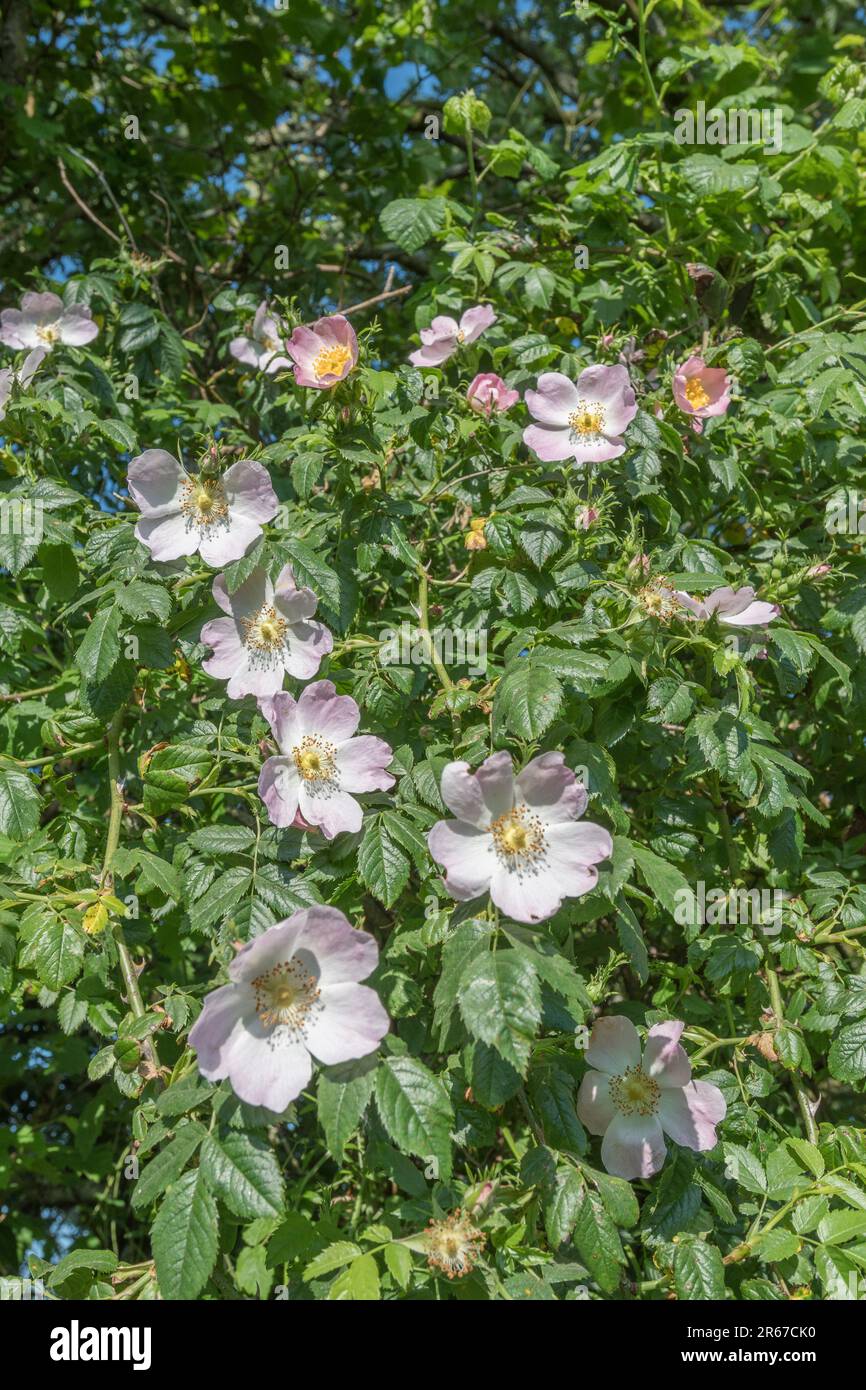 Wide shot flowering Dog Rose / Rosa canina agg. growing in Cornish ...