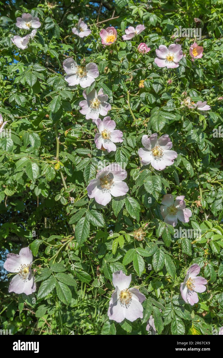 Wide shot flowering Dog Rose / Rosa canina agg. growing in Cornish ...