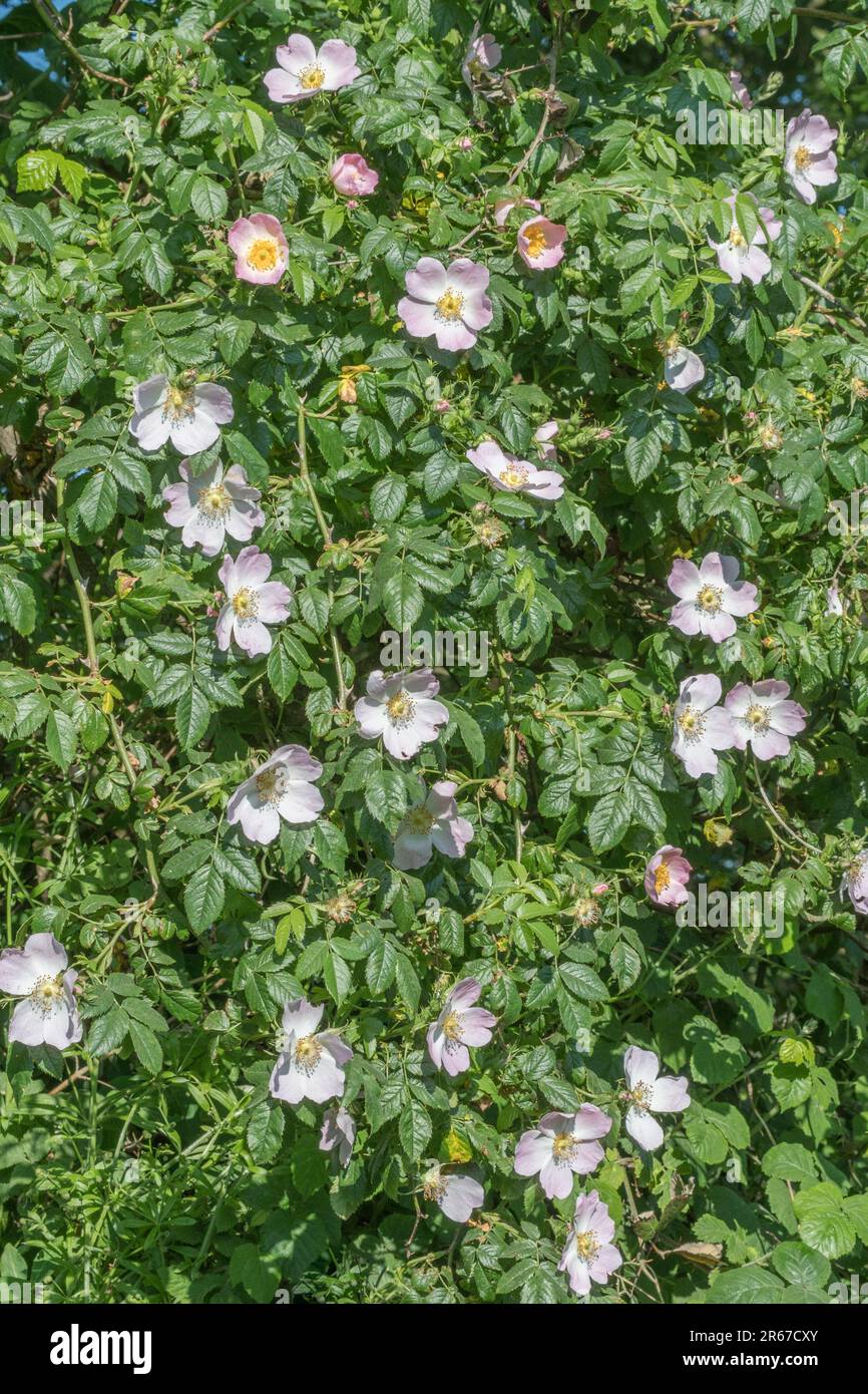 Wide shot flowering Dog Rose / Rosa canina agg. growing in Cornish ...