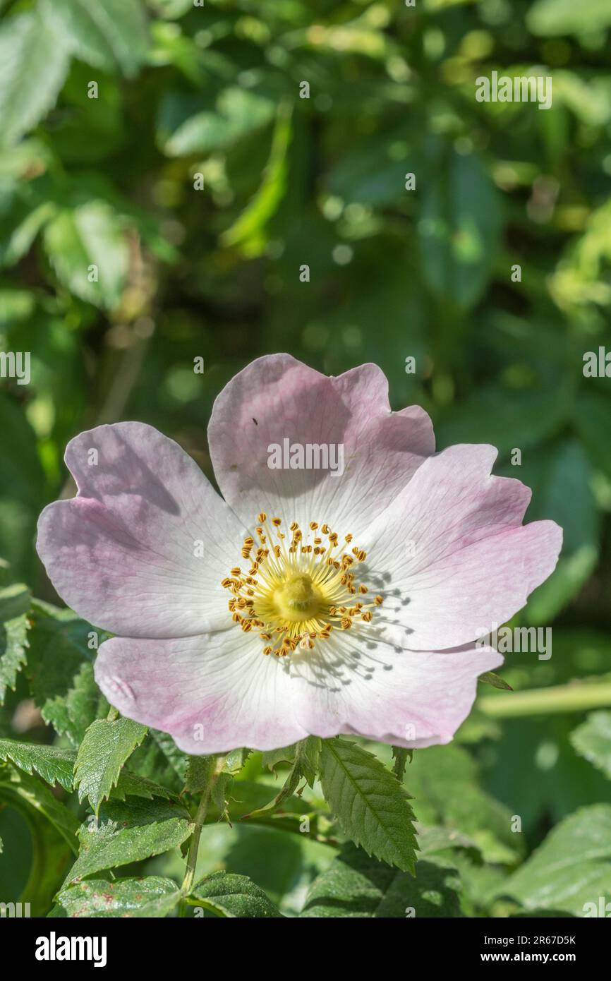 Close-up sunlit flower of Dog Rose / Rosa canina agg. growing in ...
