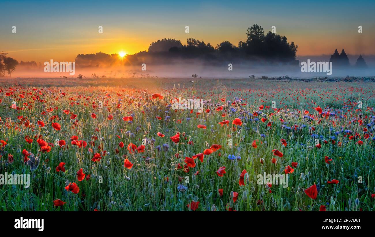 A misty sunrise on a poppy field, Denmark Stock Photo - Alamy