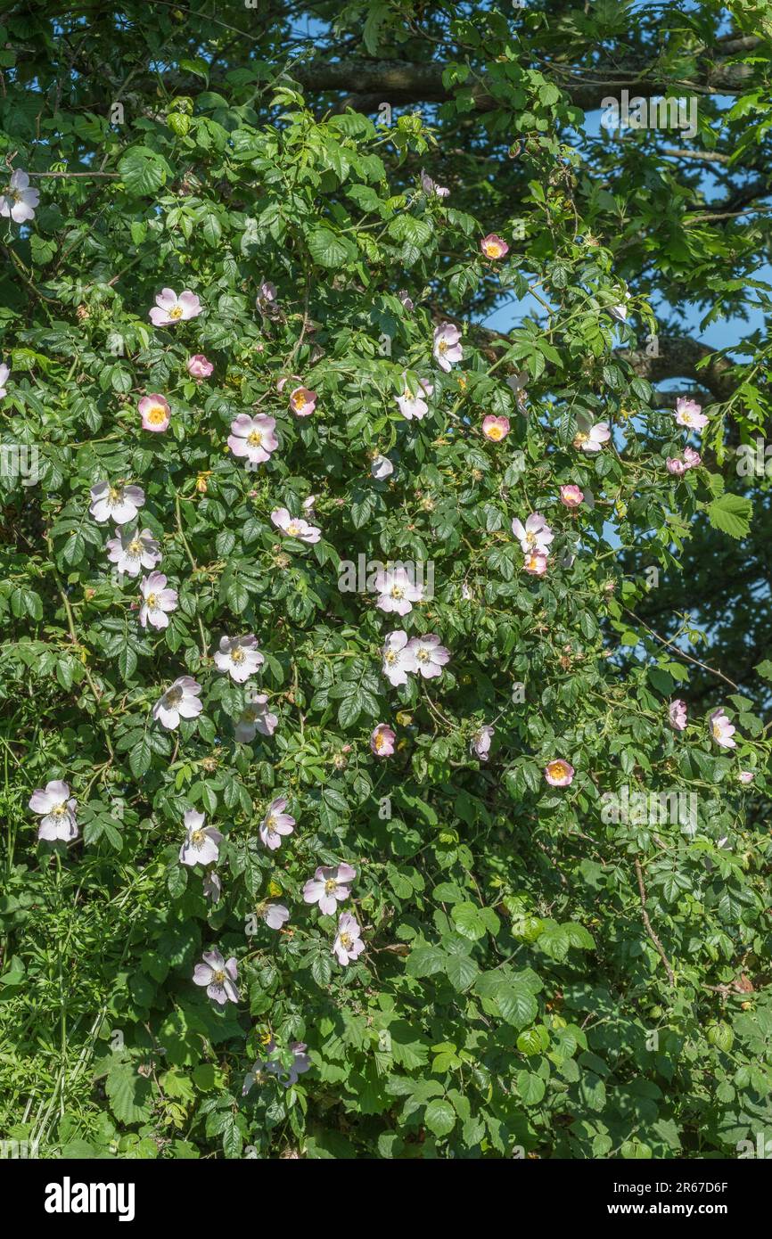 Wide shot flowering Dog Rose / Rosa canina agg. growing in Cornish ...