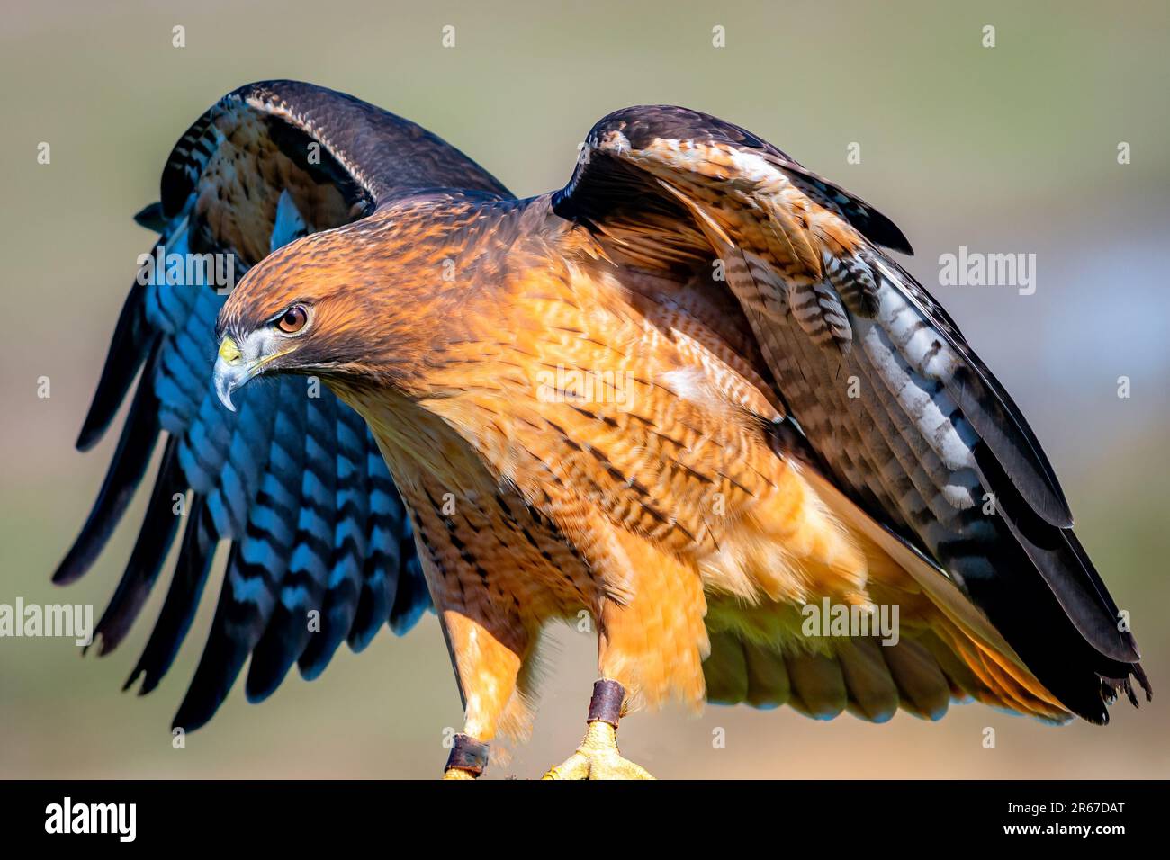 A high-resolution closeup shot of a Red-tailed hawk with its wings ...