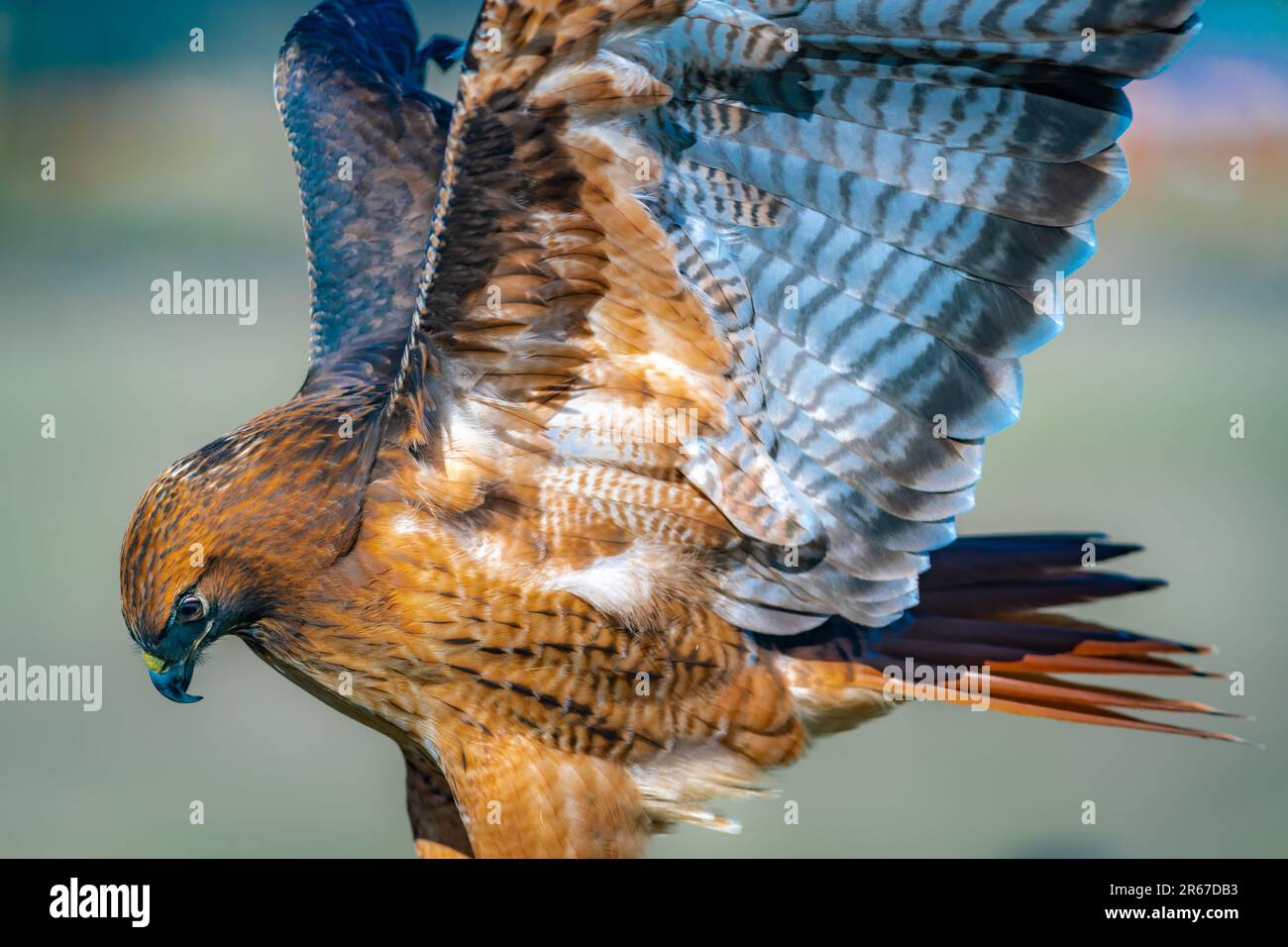 A high-resolution closeup photograph of a Red-tailed hawk with its ...