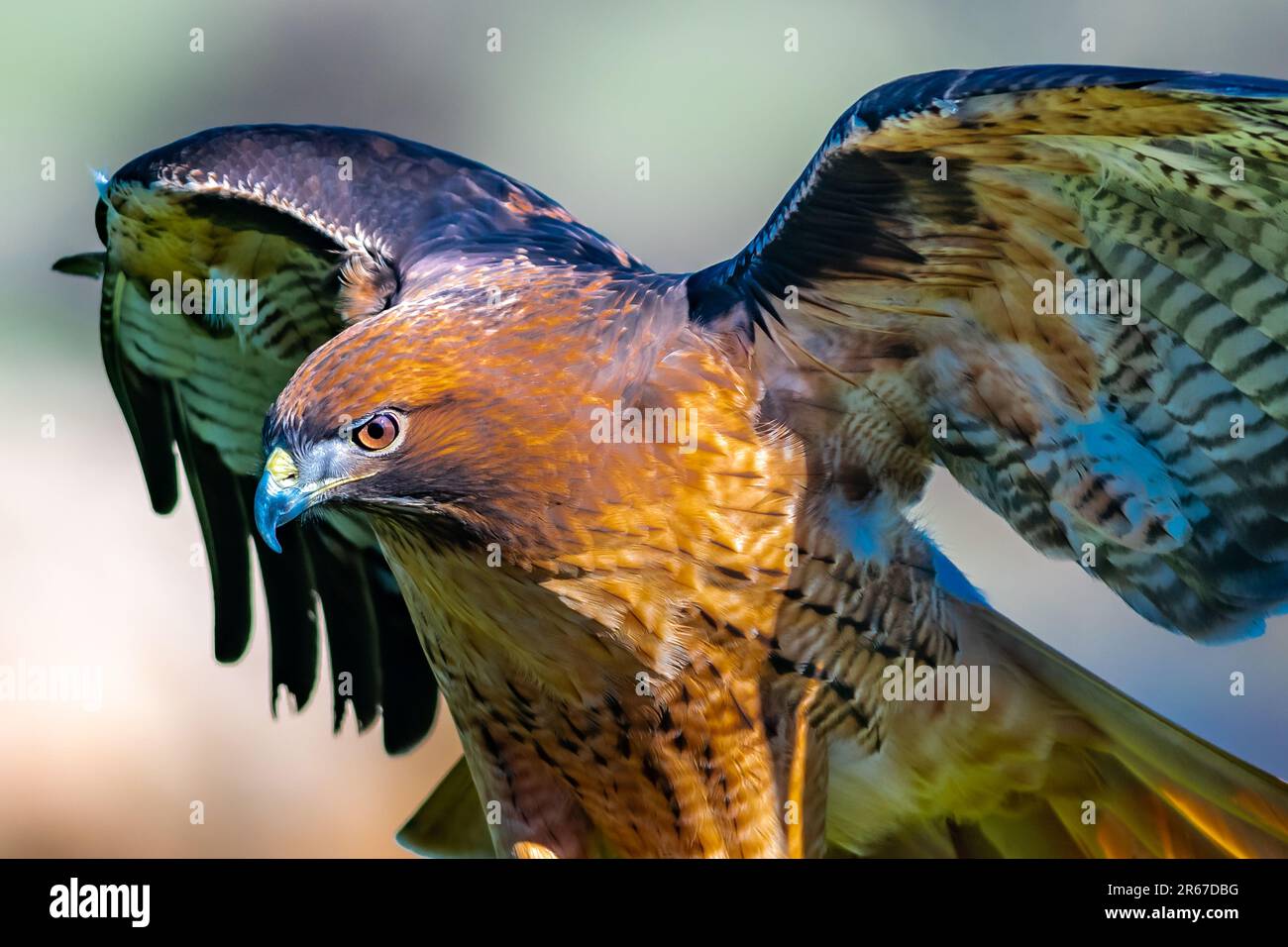 A high-resolution closeup photograph of a Red-tailed hawk with its ...