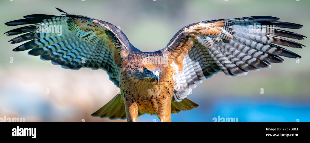 A high-resolution closeup photograph of a Red-tailed hawk with its ...