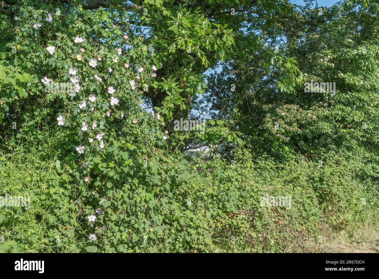 Wide shot flowering Dog Rose / Rosa canina agg. growing in Cornish ...