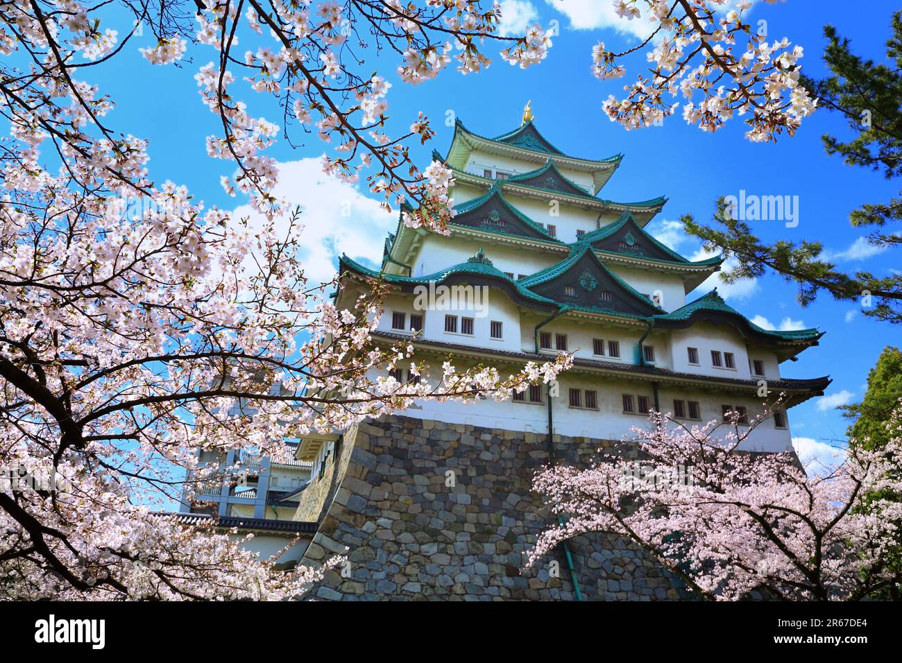 Nagoya Castle and cherry blossoms Stock Photo - Alamy