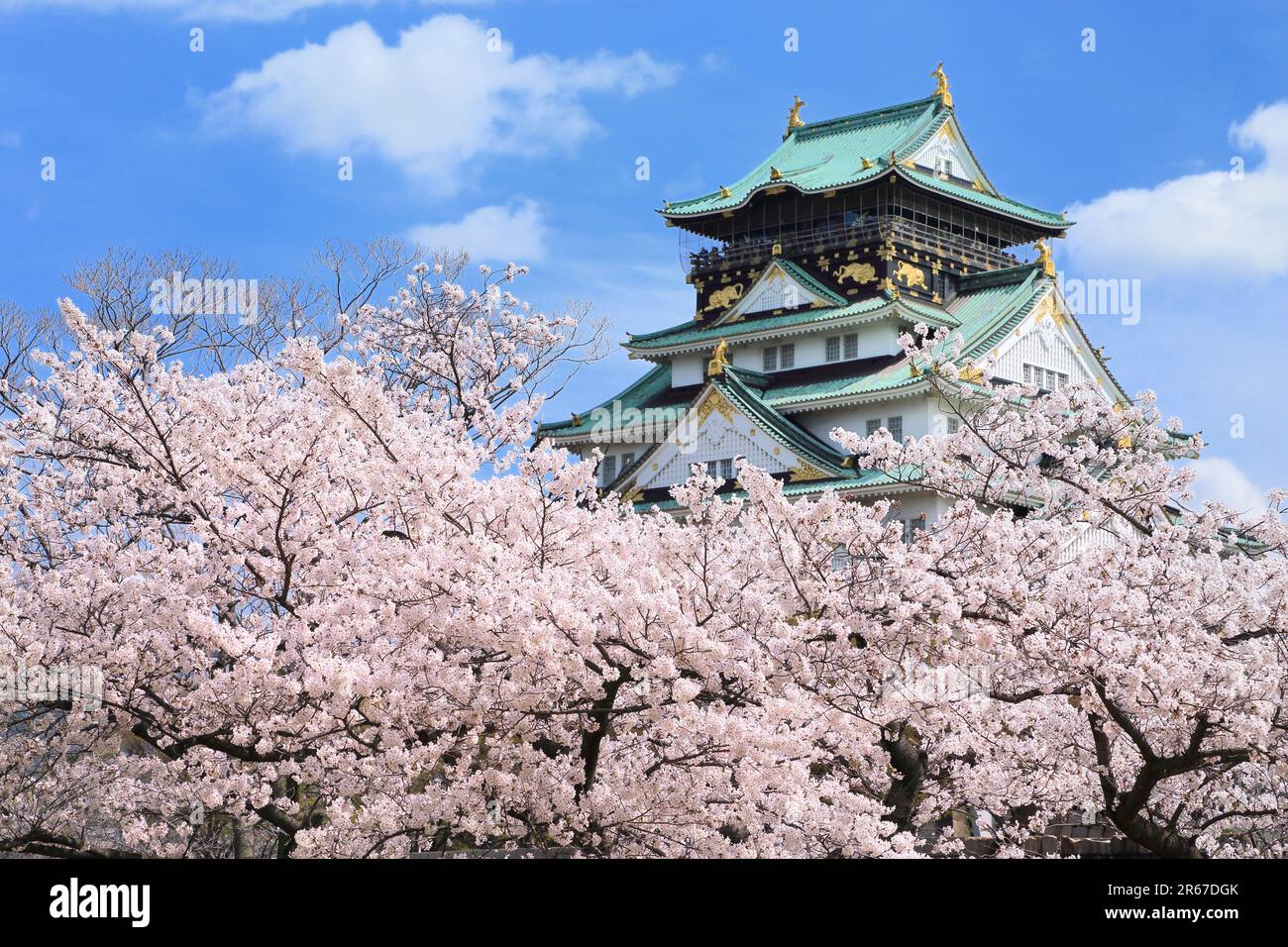 Osaka Castle and cherry blossoms Stock Photo - Alamy