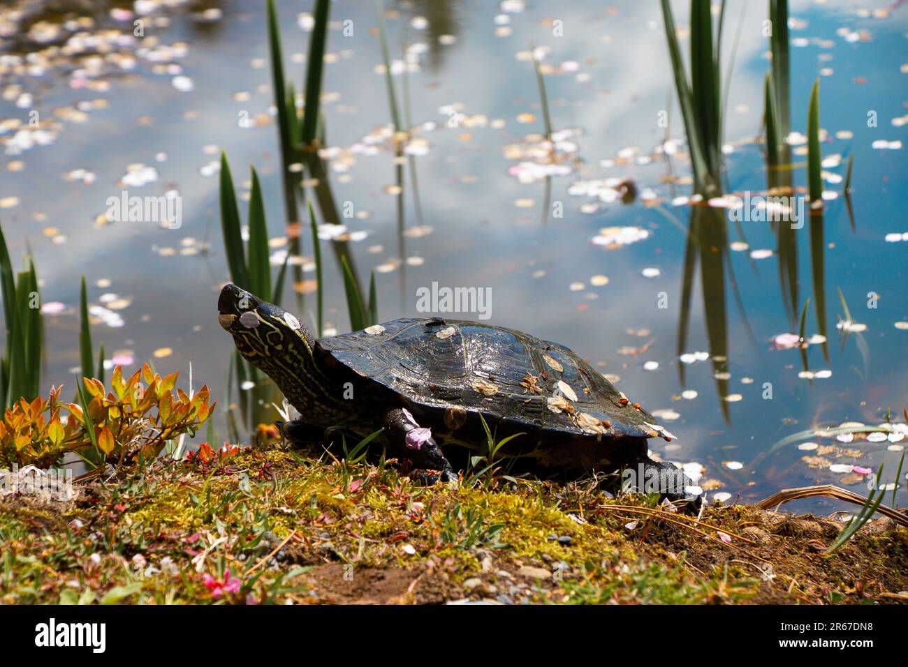 Japan sakura hokkaido hi-res stock photography and images - Alamy
