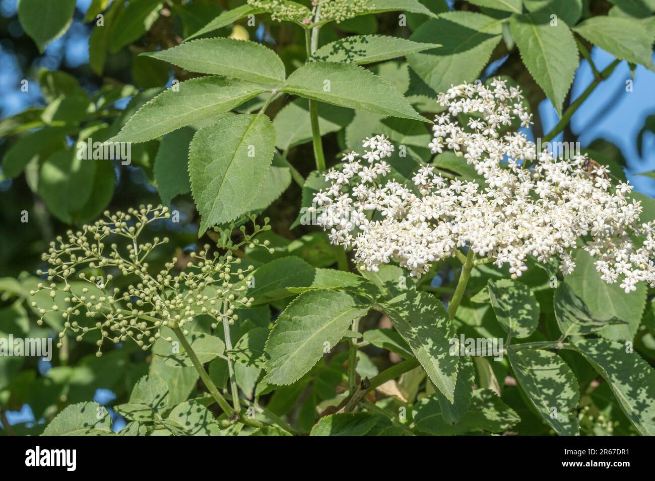 Leaves / foliage & creamy white flowers of Common Elder / Sambucus ...