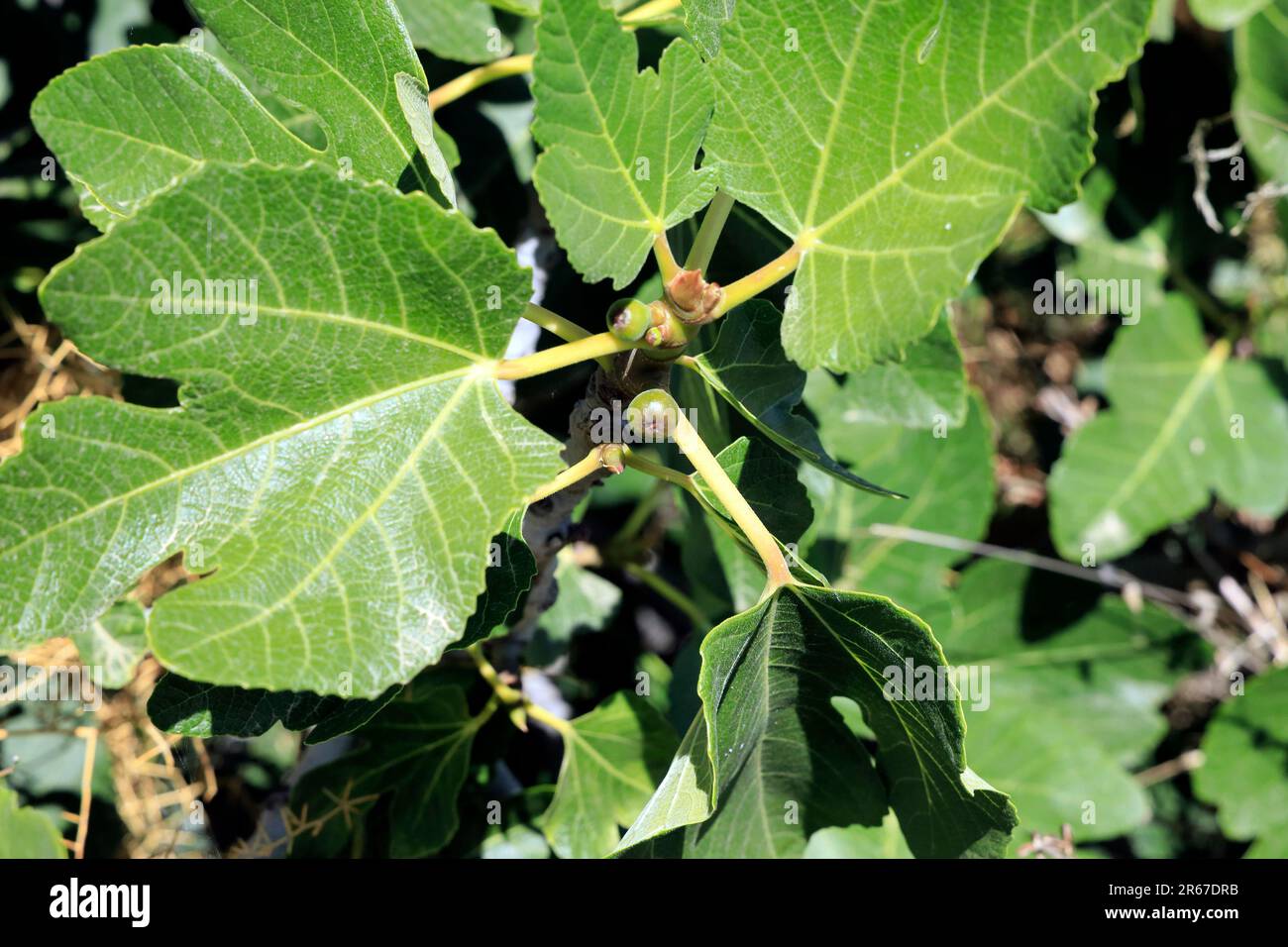 Very small fig (Common fig) just beginning to grow, Agistri island ...