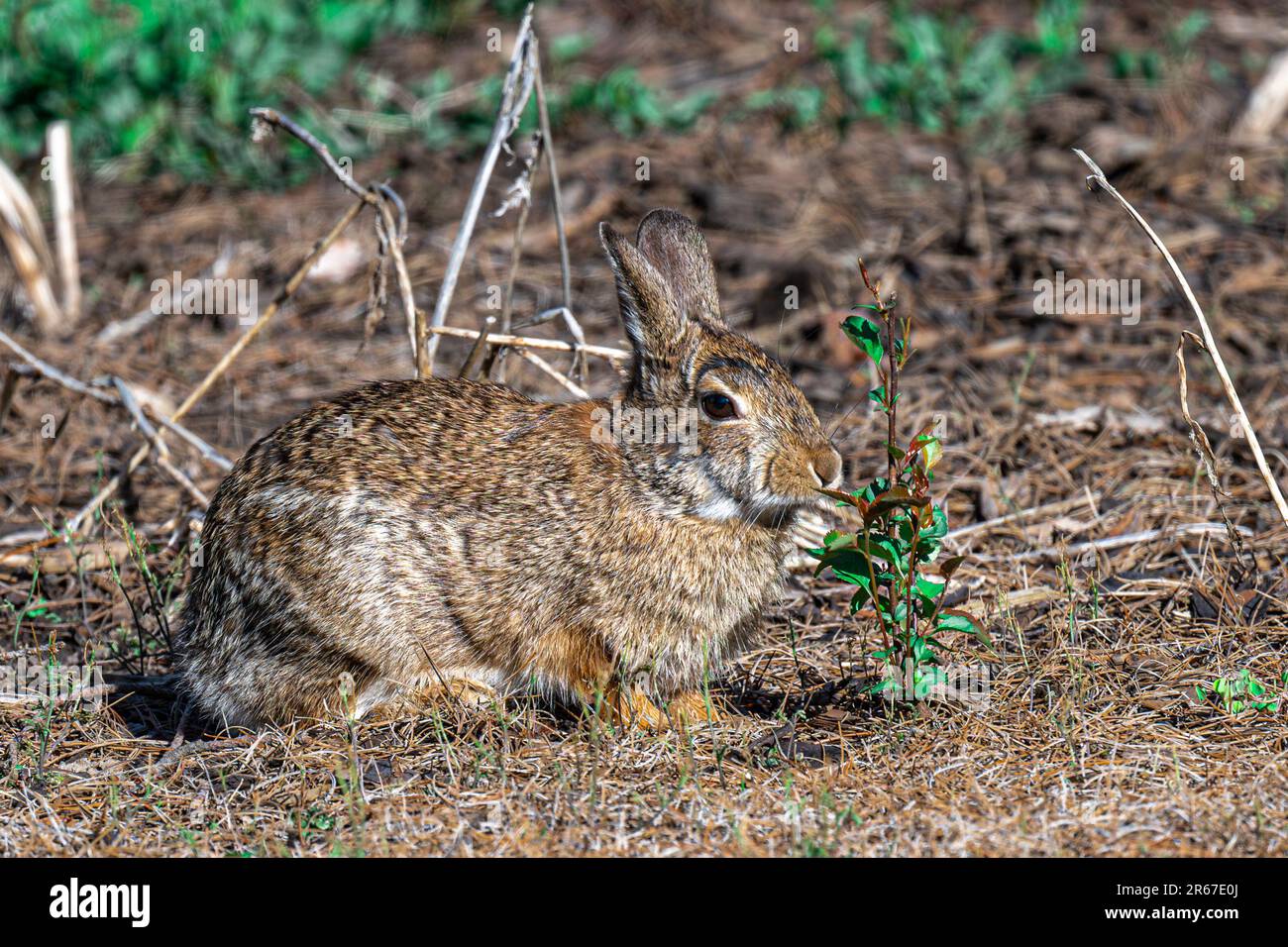 Sylvilagus floridanus garden hi-res stock photography and images - Alamy