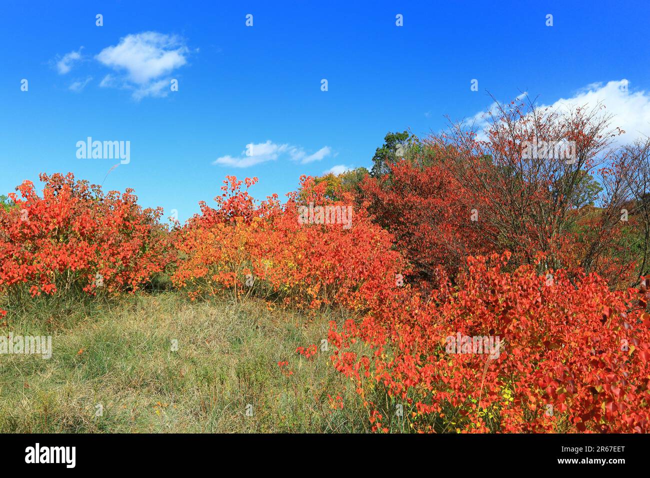 Wakakusa hi-res stock photography and images - Alamy