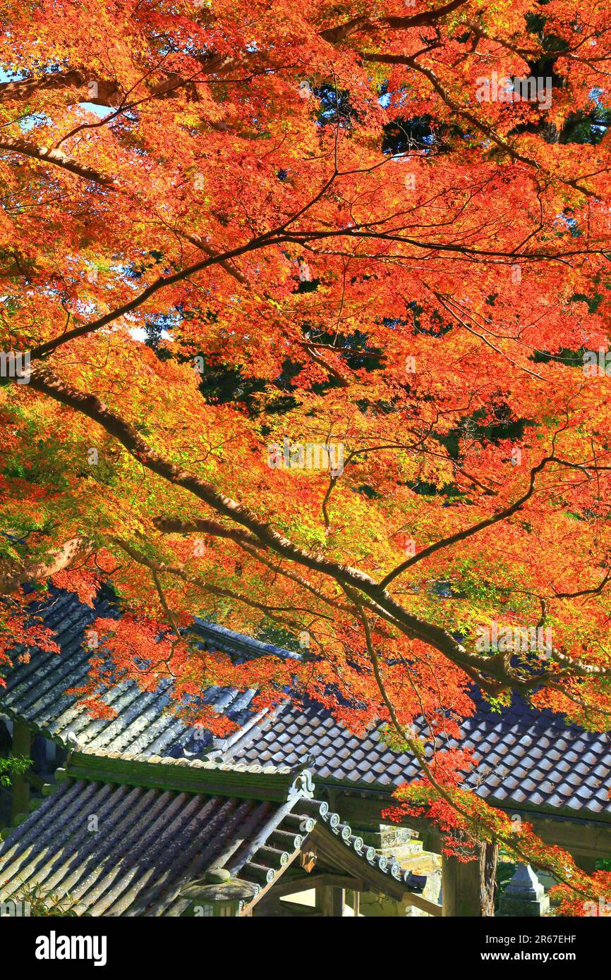 Leaves long Valley Temple Stock Photo - Alamy