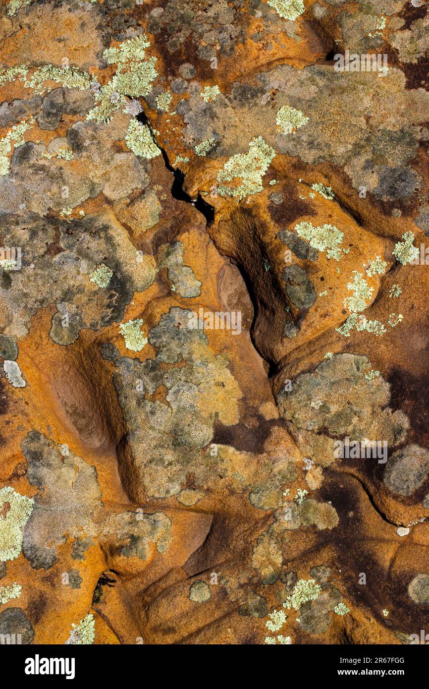 Lichens crustose lichens on sandstone hi-res stock photography and ...